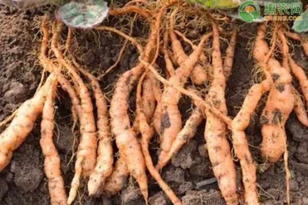地黄种植技术与栽培管理 农技学堂 惠农网