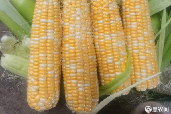 转基因玉米怎么分辨?转基因玉米与普通玉米的区别 惠农网