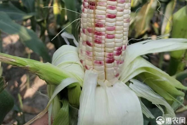 转基因玉米怎么分辨?转基因玉米与普通玉米的区别 惠农网